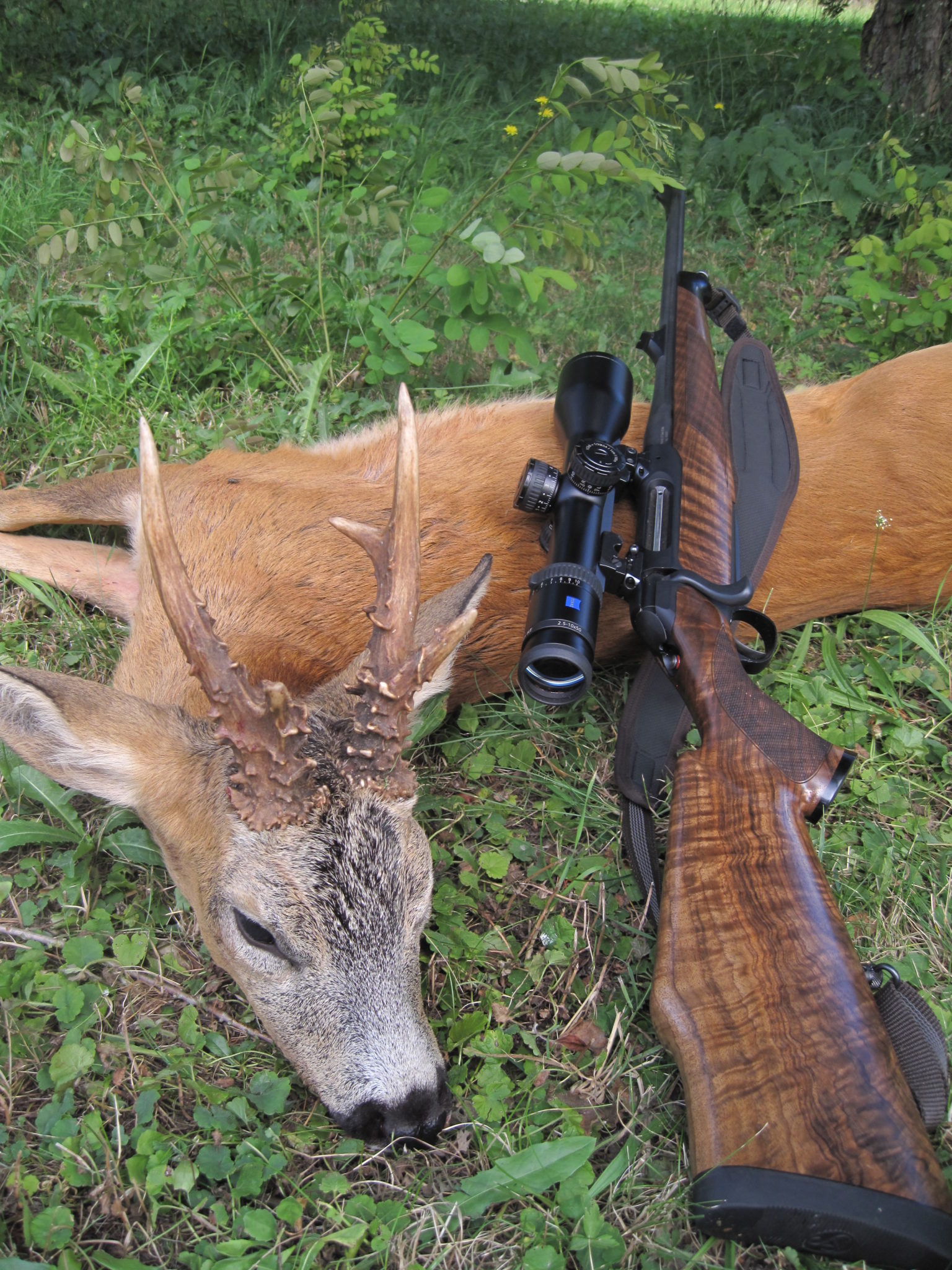 Bilder Blattjagd - Rottumtaler Wildlocker
