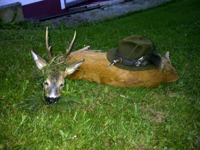 Bilder Blattjagd - Rottumtaler Wildlocker