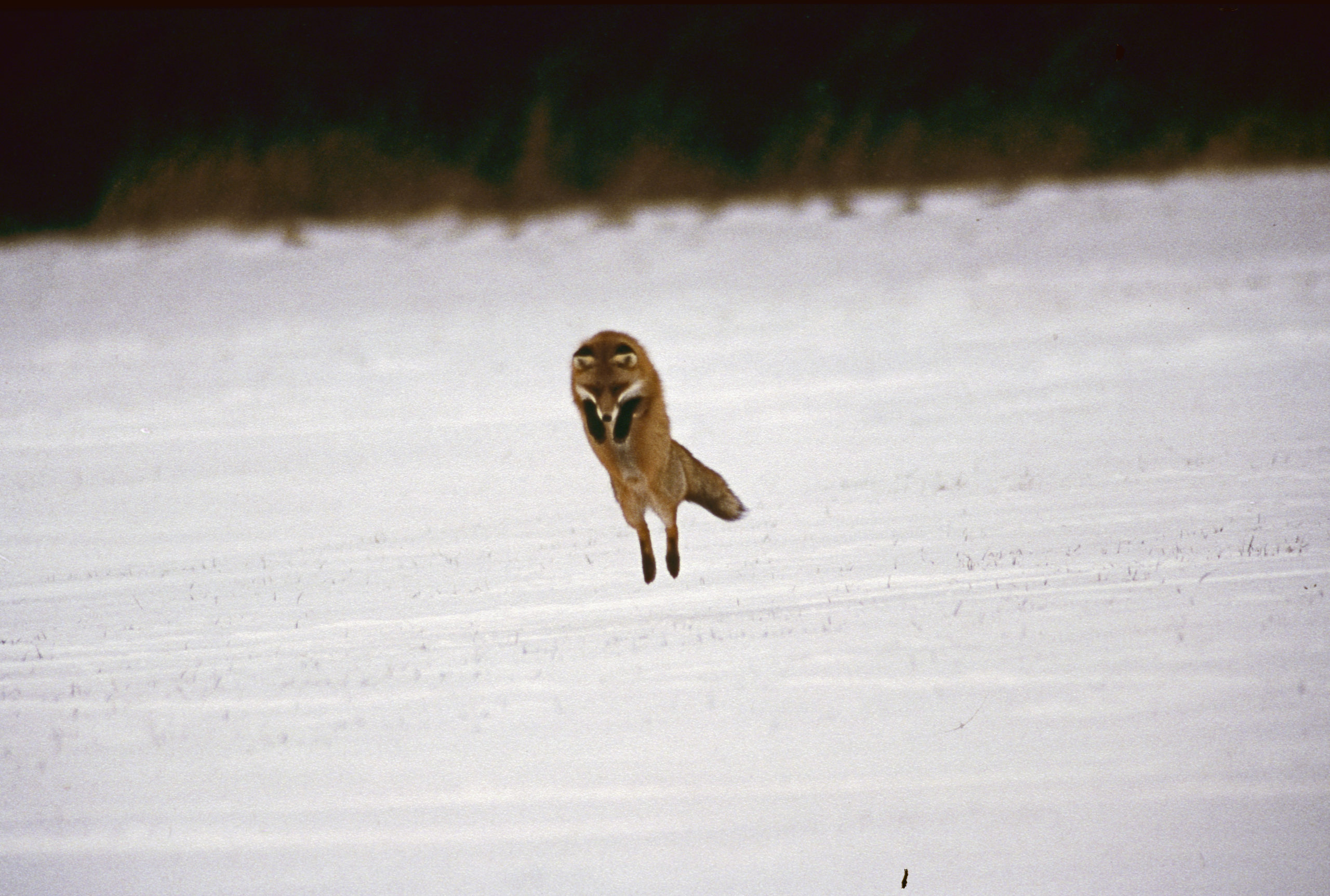 Bilder Fuchsjagd - Rottumtaler Wildlocker